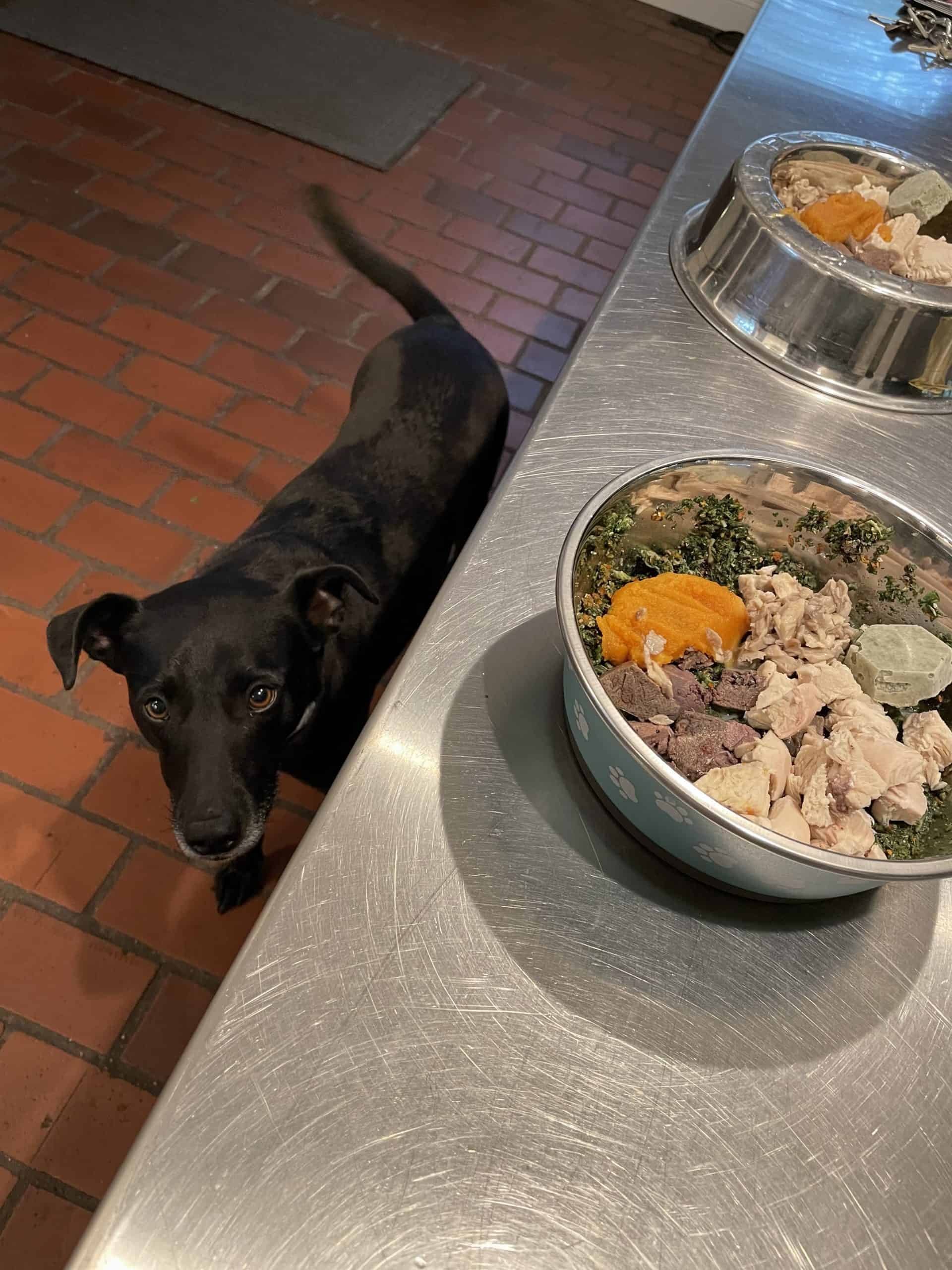 Fresh Pet Food Costs 8 Ways To Offset Them
