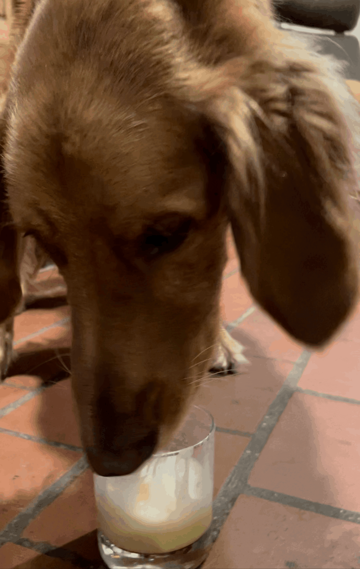 Pupkin Spiced Latte For Our Best Friends